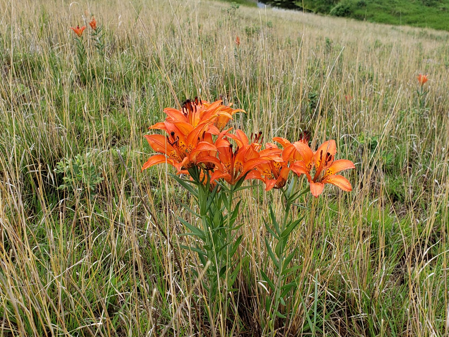 Saskatchewan wildflowers Archives - Poached Egg Woman