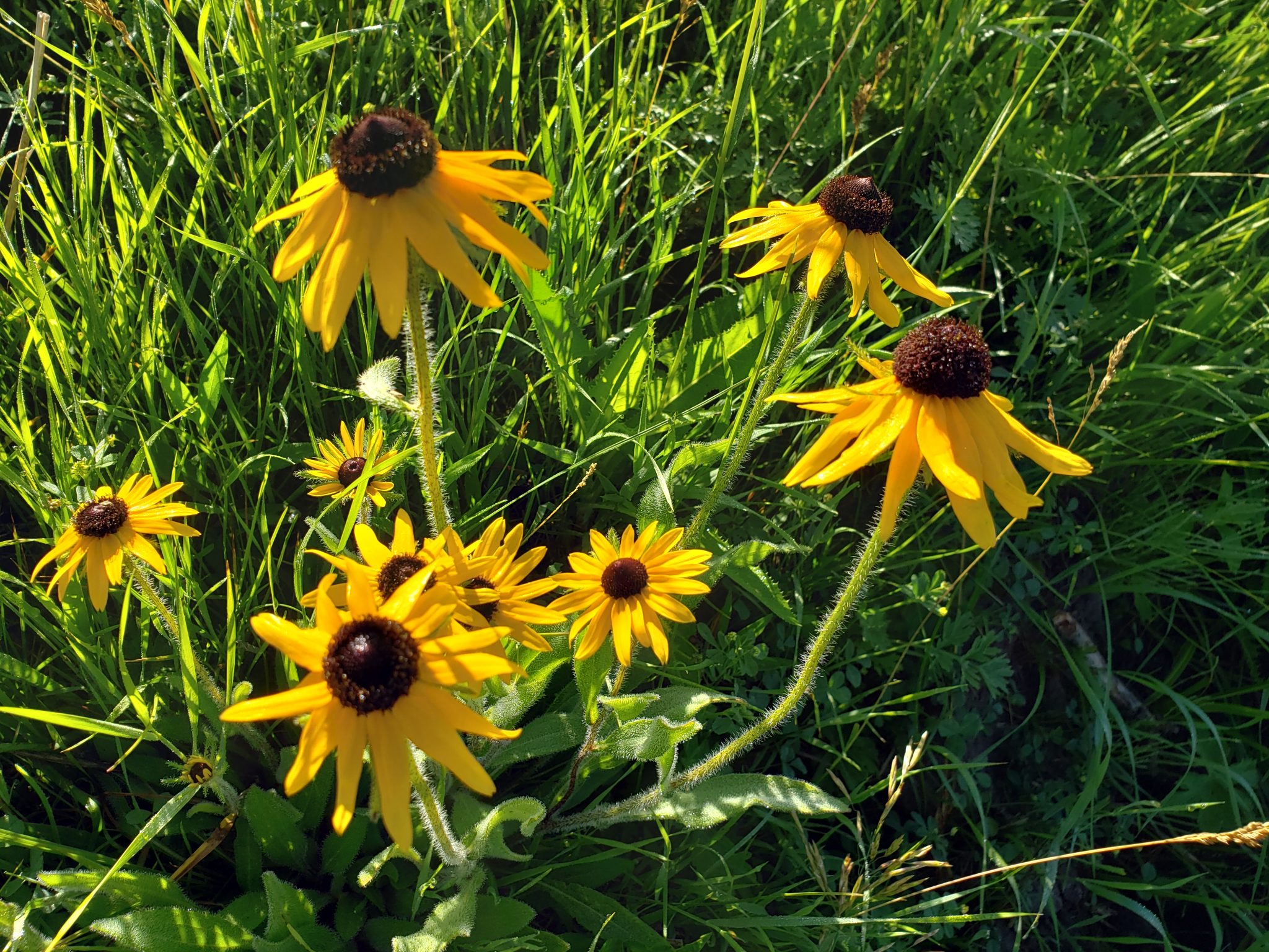 Saskatchewan wildflowers Archives - Poached Egg Woman